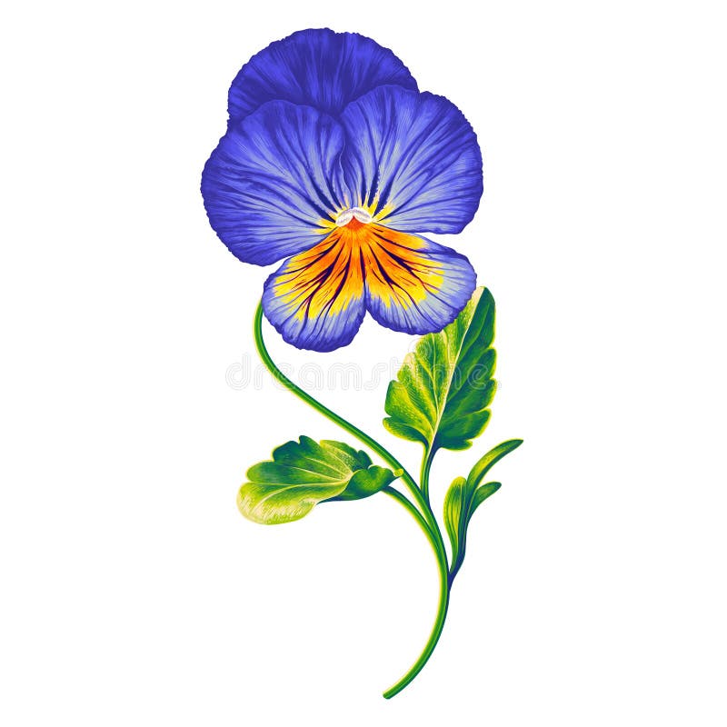 Bright Flower Pansy Blue with Yellow Realistic Plant Hand Drawn. Stock ...
