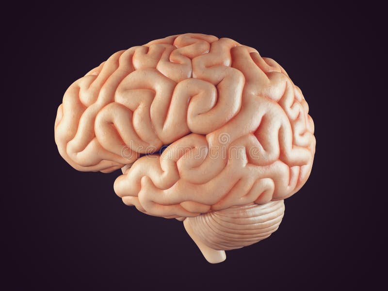 Realistic Brain Illustration Stock Illustration - Illustration of ...