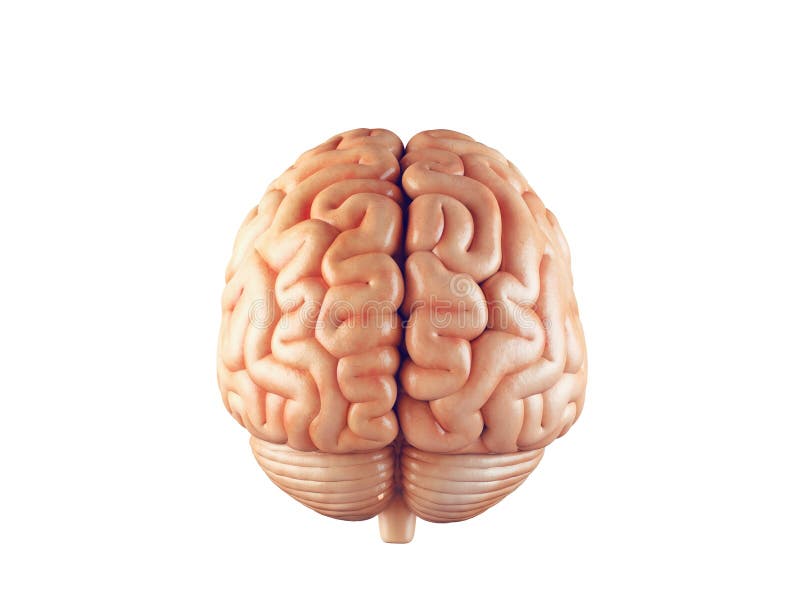 Realistic Brain Illustration Stock Illustration - Illustration of black ...