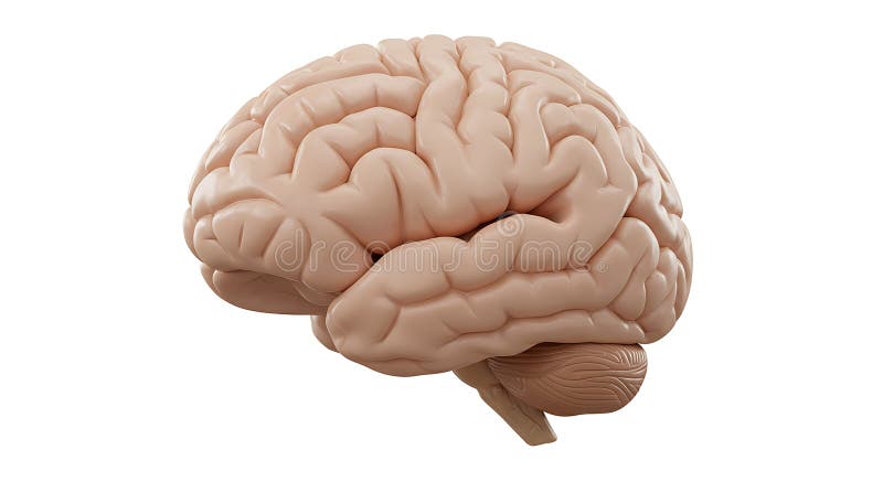 Human Brain Model Isolated on White Background Study Tool Stock ...
