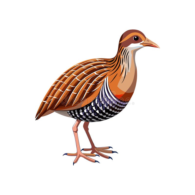 Realistic Brown-banded Rail Bird Illustration Stock Illustration ...