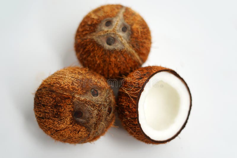 Realistic Brown Coconut on Bright White. Stock Photo - Image of animal ...