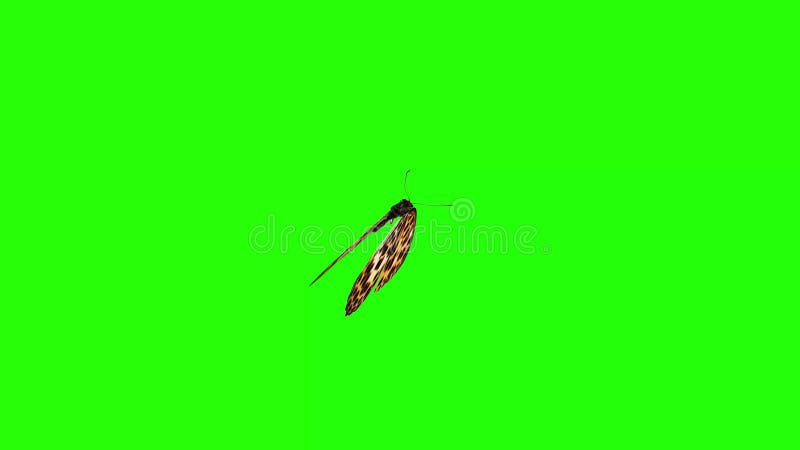 Realistic Butterfly Animation on Green Screen, Seamless Loop Stock ...