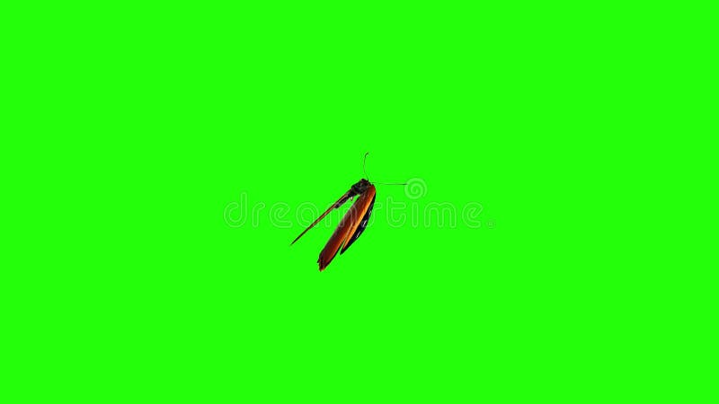 Realistic Butterfly Animation on Green Screen, Seamless Loop Stock ...