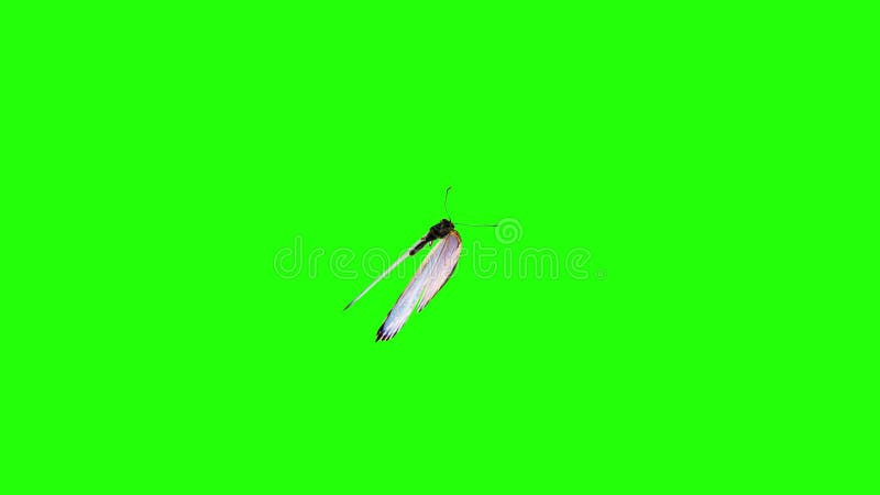 Realistic Butterfly Animation on Green Screen, Seamless Loop Stock ...