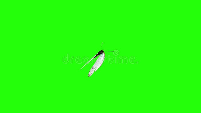 Realistic Butterfly Animation on Green Screen, Seamless Loop Stock ...