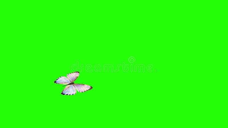 Realistic Butterfly Animation on Green Screen, Seamless Loop Stock ...