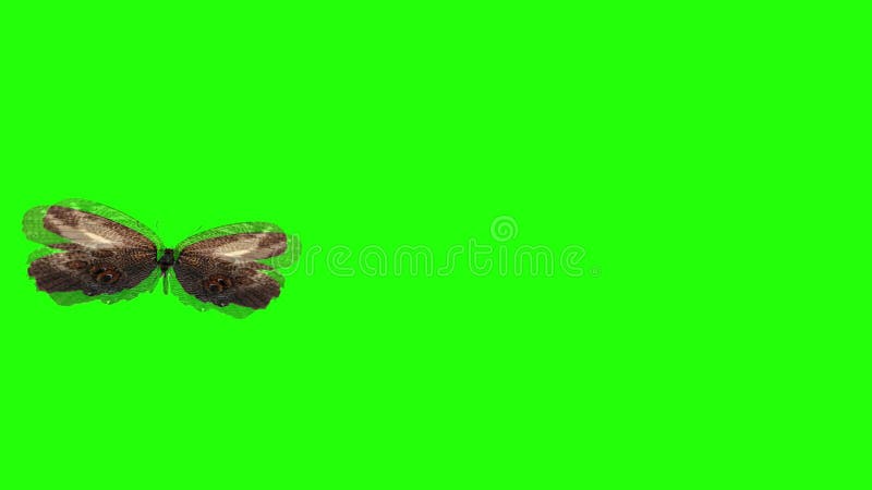 Realistic Butterfly Animation on Green Screen, Seamless Loop Stock ...