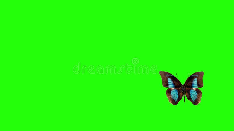 Realistic Butterfly Animation on Green Screen, Seamless Loop Stock ...