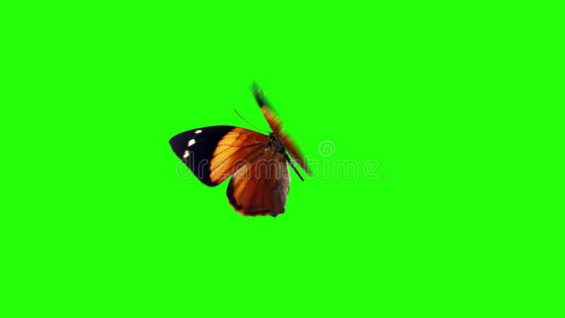 Realistic Butterfly Animation on Green Screen, Seamless Loop Stock ...