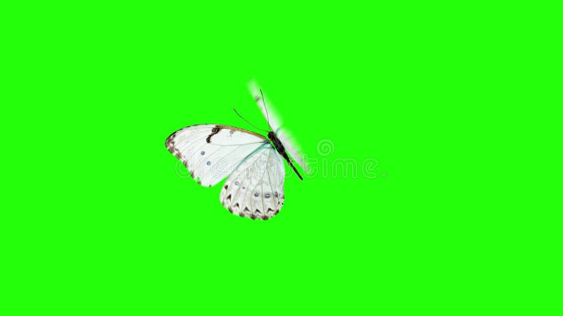 Realistic Butterfly Animation on Green Screen, Seamless Loop Stock ...