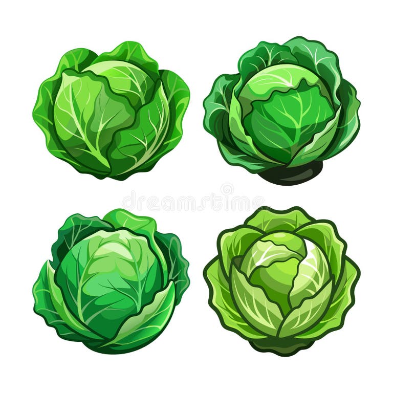 Realistic Cabbage Artwork with Lifelike Features Stock Vector ...
