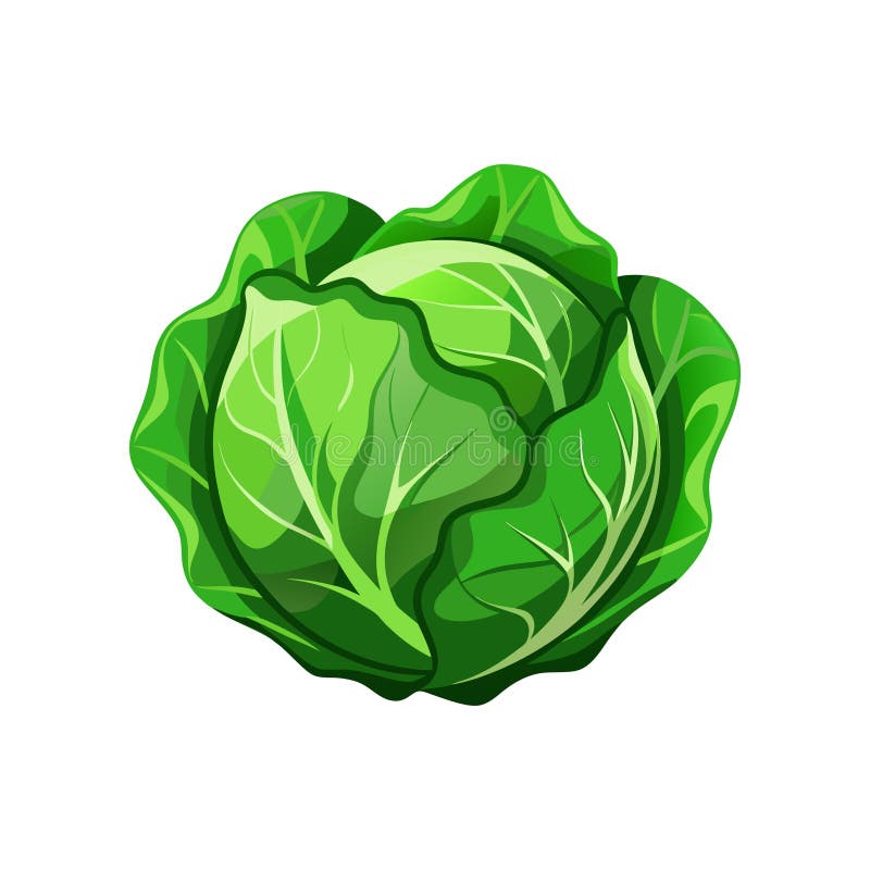 Realistic Cabbage Artwork with Lifelike Features Stock Illustration ...