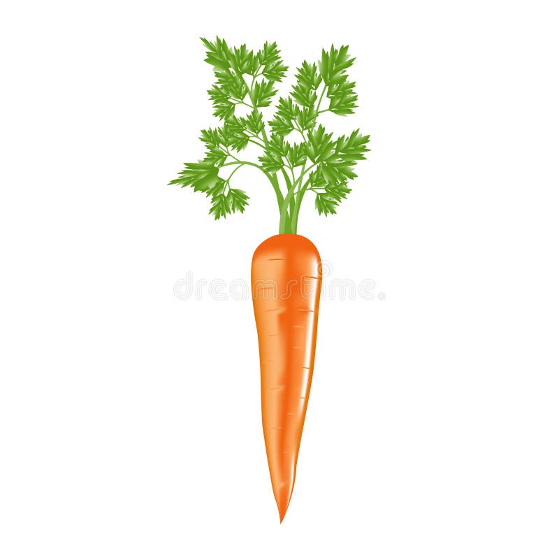 Realistic Carrots Isolated White with Leaf. Vector Stock Vector ...