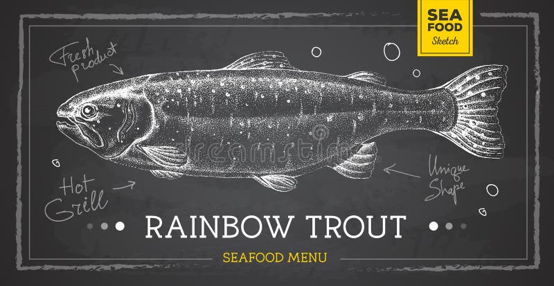 Realistic Chalk Drawing Rainbow Trout Fish. Seafood Menu Design Stock ...