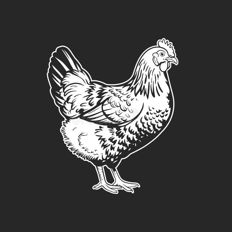 Realistic Chicken Artwork in Monochrome Stock Vector - Illustration of ...