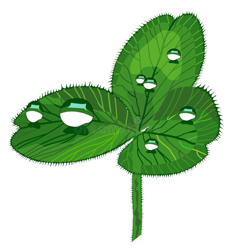 Realistic Clover with Drops Stock Vector - Illustration of light ...