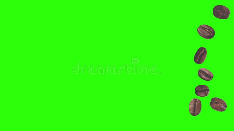 Realistic Coffee Beans Animation Graphic Element on Green Screen Chroma ...