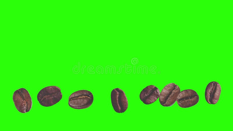 Realistic Coffee Beans Animation Graphic Element on Green Screen Chroma ...
