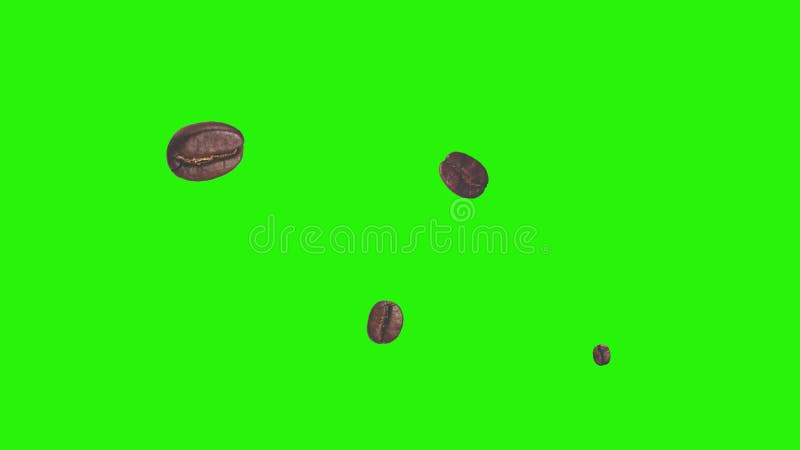 Realistic Coffee Beans Animation Graphic Element on Green Screen Chroma ...