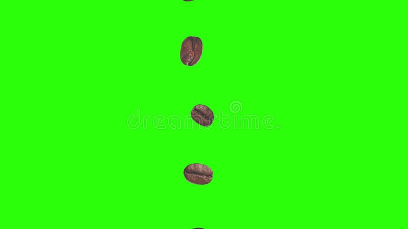 Realistic Coffee Beans Animation Graphic Element on Green Screen Chroma ...