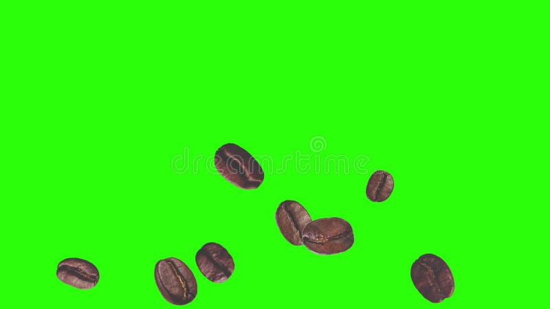 Realistic Coffee Beans Animation Graphic Element on Green Screen Chroma ...