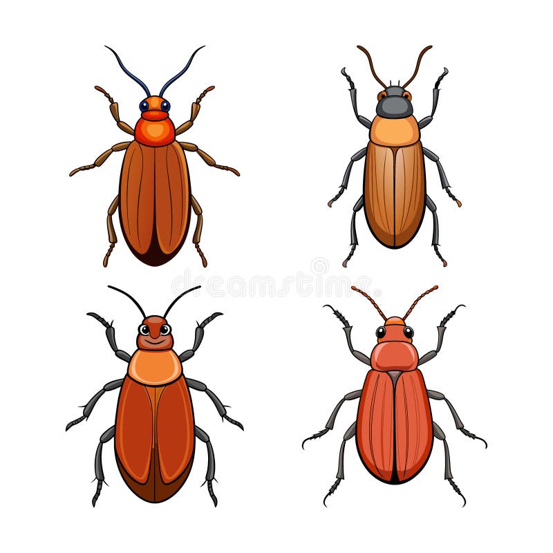 Realistic Color Illustration of Larder Beetle Stock Illustration ...