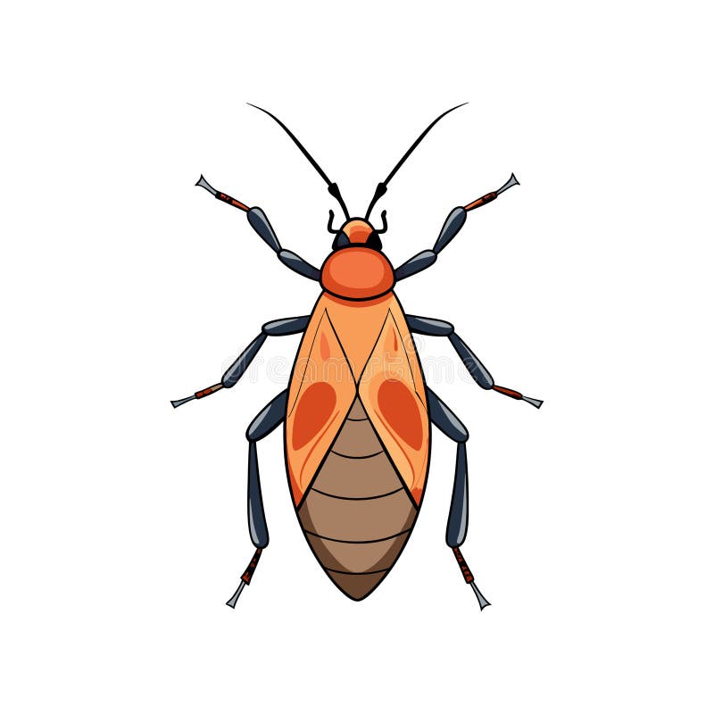 Realistic Color Illustration of Large Milkweed Bug Stock Illustration - Illustration of cute ...
