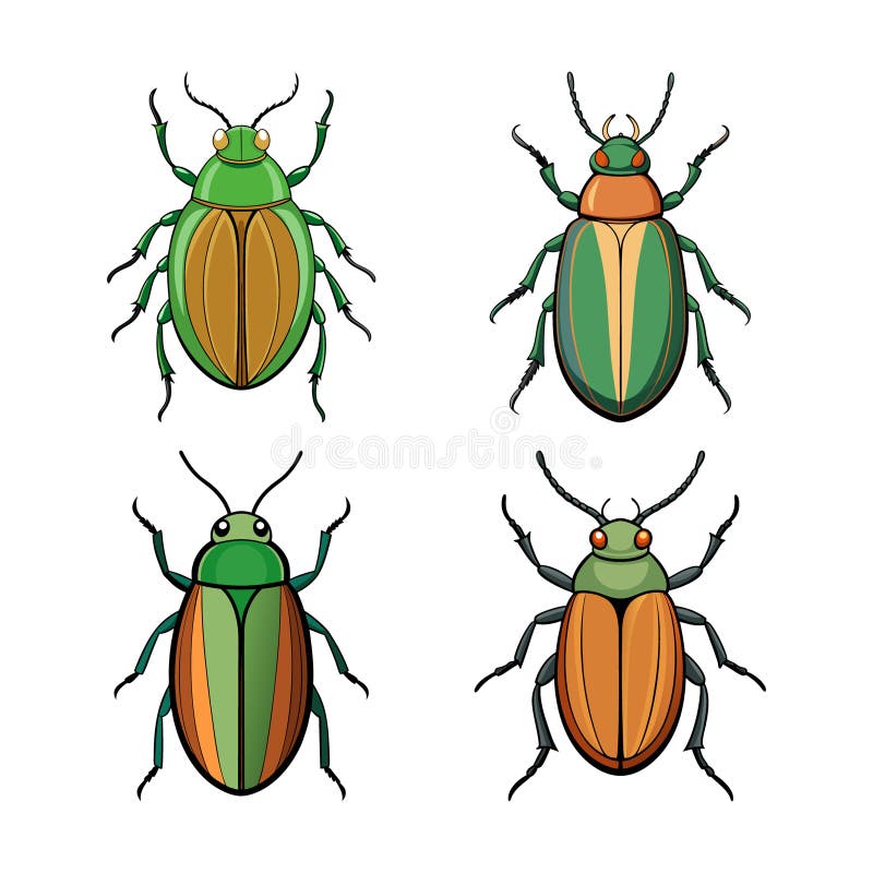 Realistic Color Illustration of Leaf Beetle Stock Illustration ...