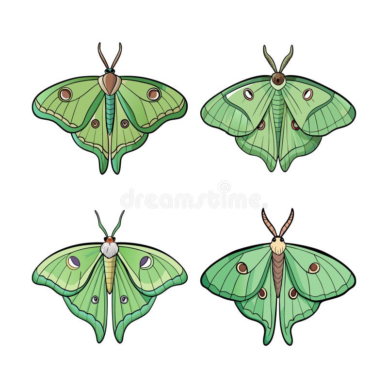 Realistic Color Illustration of Luna Moth Stock Vector - Illustration ...