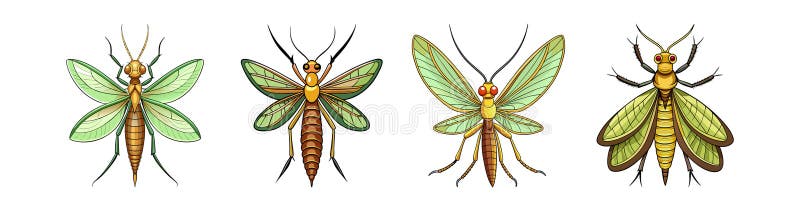 Realistic Color Illustration of Mayfly Stock Vector - Illustration of ...