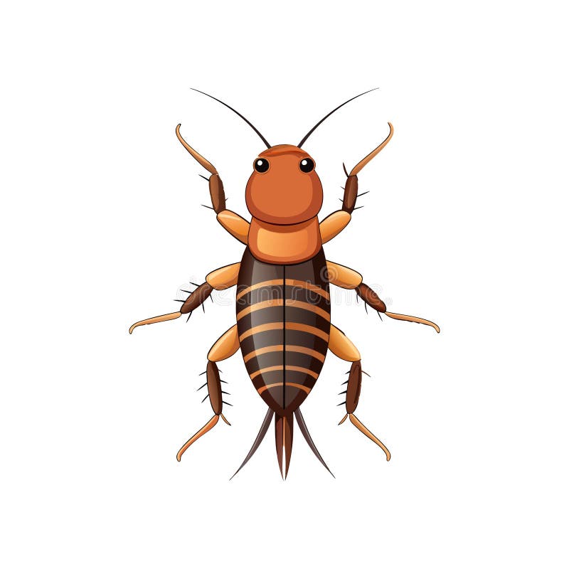 Realistic Color Illustration of Mole Cricket Stock Image - Illustration ...