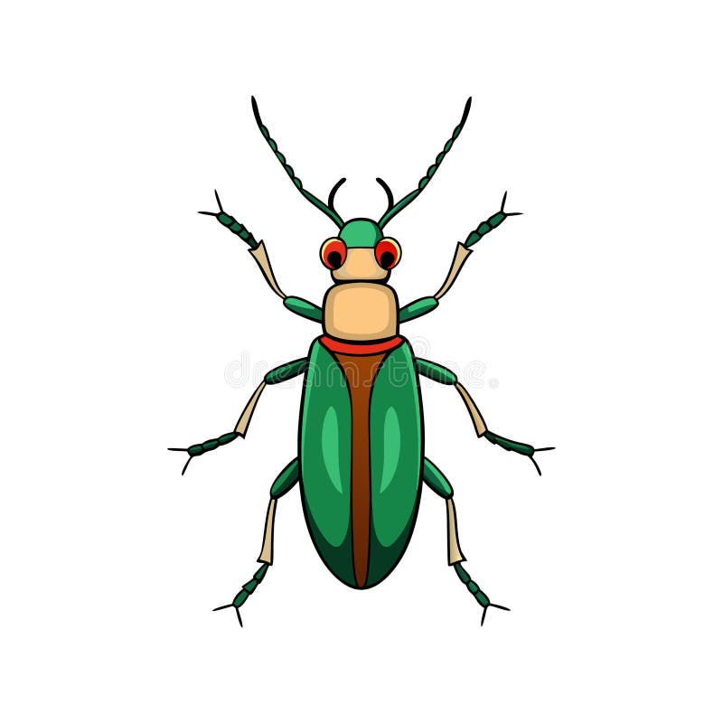 Realistic Color Illustration of Six-Spotted Tiger Beetle Stock Photo ...