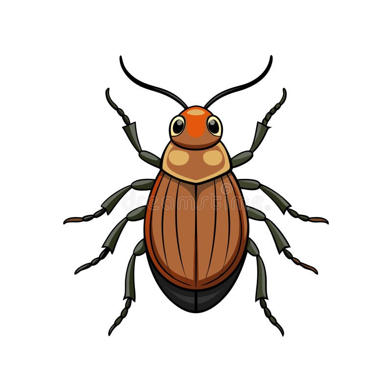 Realistic Color Illustration of Snout Beetle Stock Illustration ...
