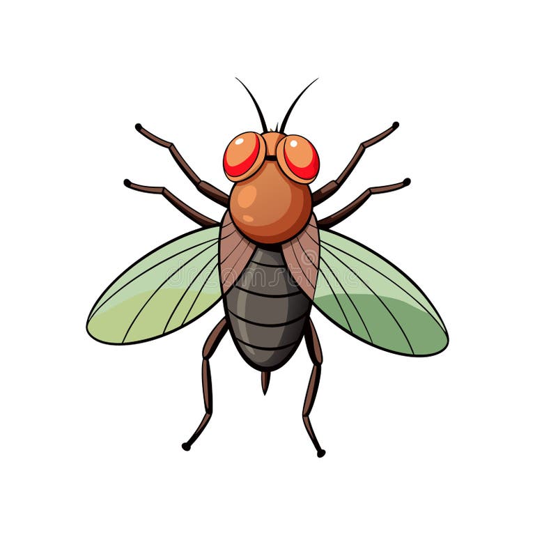 Realistic Color Illustration of Stable Fly Stock Illustration ...