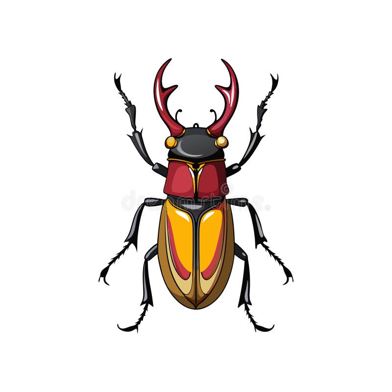 Realistic Color Illustration of Stag Beetle Stock Illustration ...