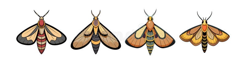 Realistic Colorful Hawk Moth Animal Illustration Stock Illustration ...