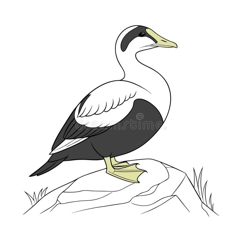 Realistic Common Eider Bird Illustration Stock Illustration ...