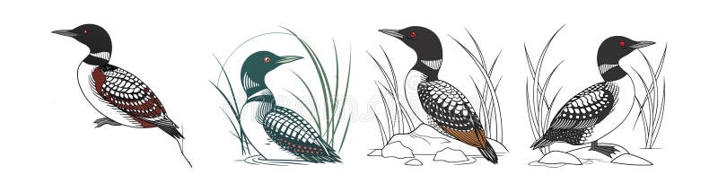Realistic Common Loon Bird Illustration Stock Vector - Illustration of ...