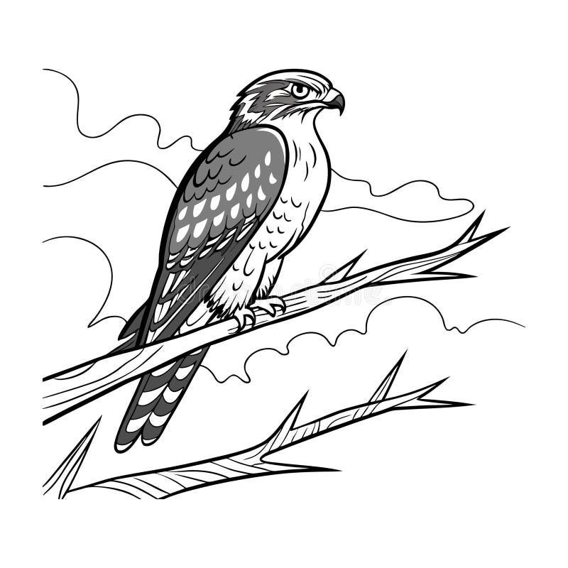 Realistic Common Nighthawk Bird Illustration Stock Image - Illustration ...