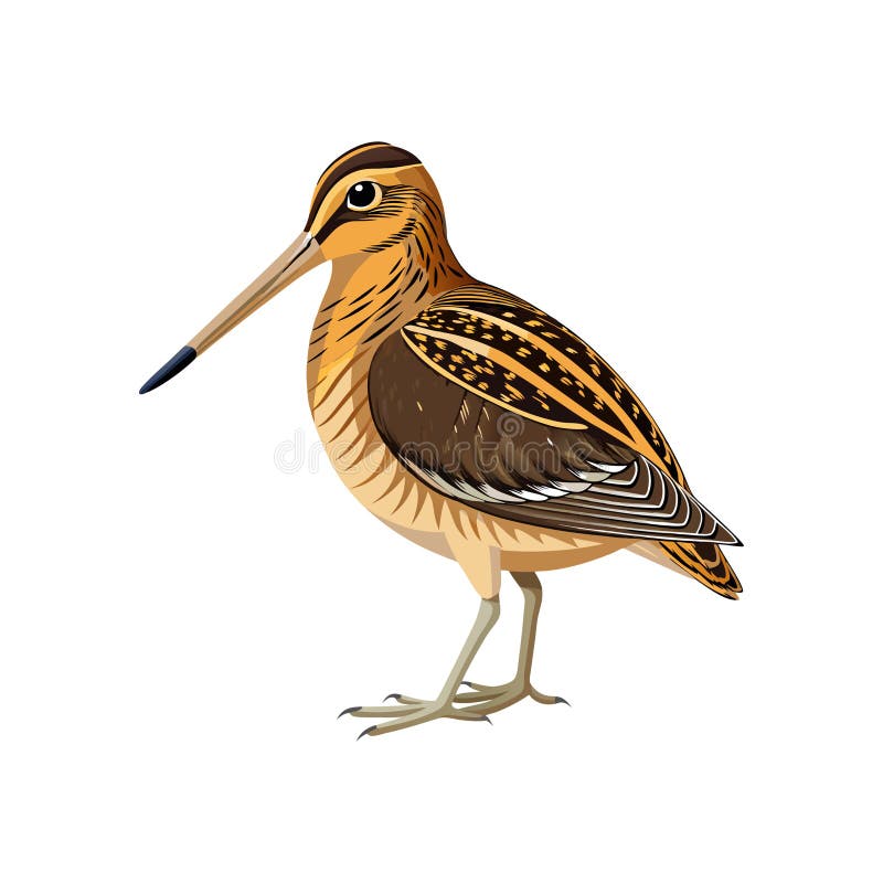 Realistic Common Snipe Bird Illustration Stock Illustration ...