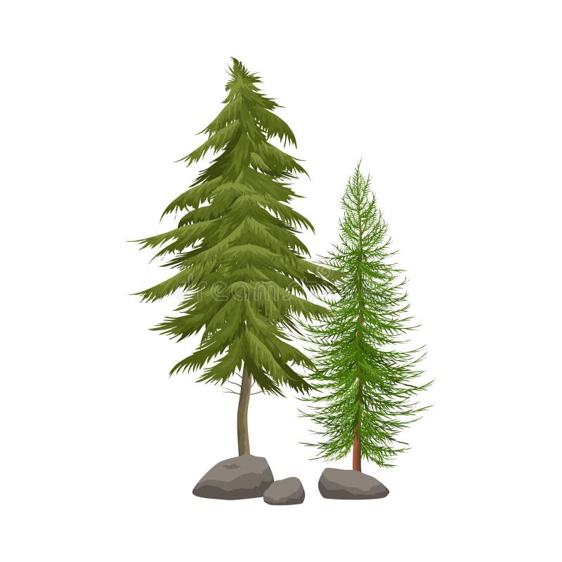Realistic Coniferous Trees stock vector. Illustration of conifer ...