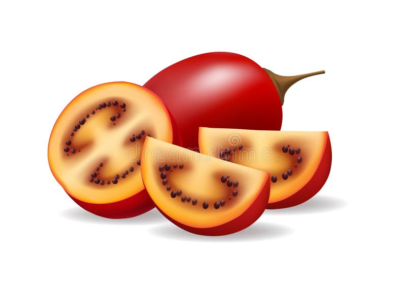 Realistic cutted tamarillo stock vector. Illustration of natural ... Realistic cutted tamarillo stock vector. Illustration of natural ...