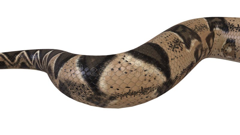 Realistic 3D Animation of a Crawling Boa Constrictor with Alpha Channel ...