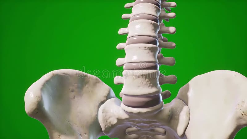 Realistic 3D Animation Showcasing the Movement and Flexibility of the ...