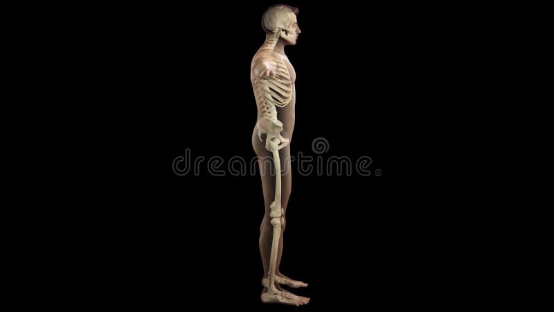 Realistic 3d Graphic Visualization of the Skeleton of a Human Body with ...