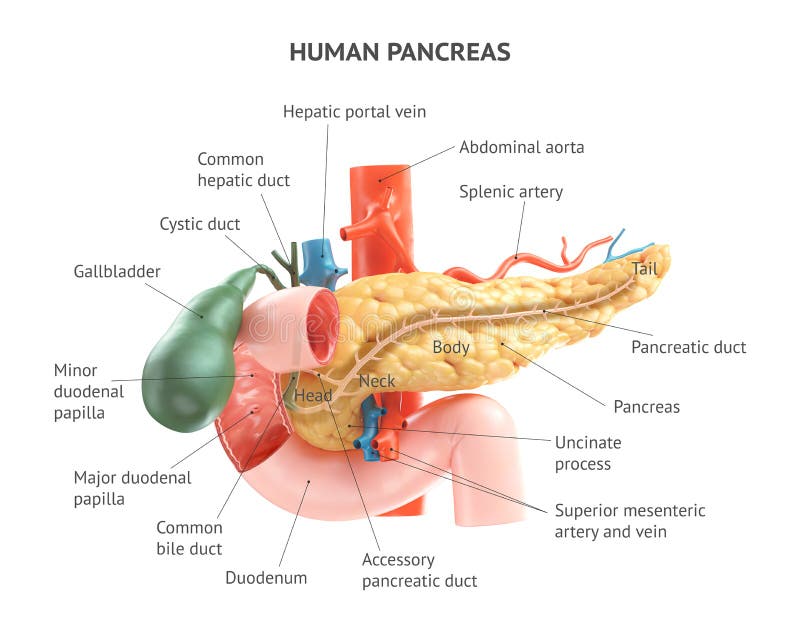 Realistic 3d Illustration of Human Pancreas with Gallbladder, Duodenum ...