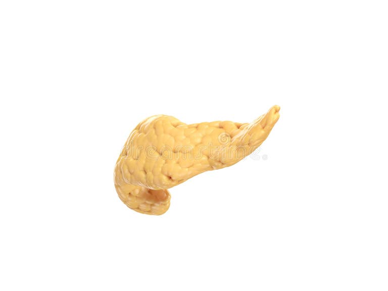 Realistic 3d Illustration of Human Pancreas Isolated on White Stock ...