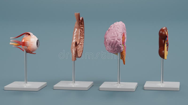 3D Render of Anatomy Models Stock Illustration - Illustration of ...