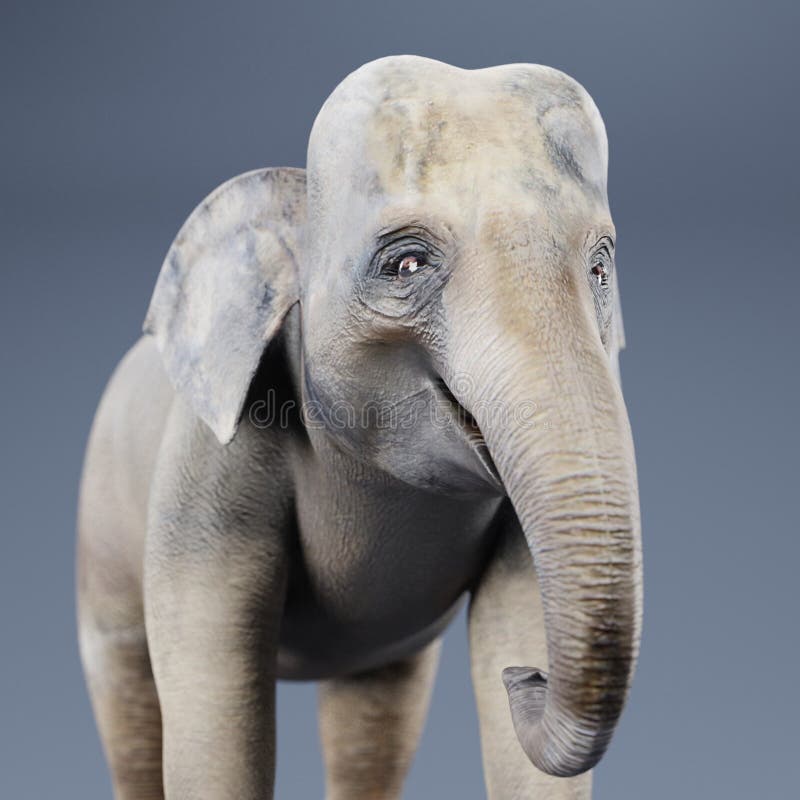 Female Asian Elephant Stock Illustrations – 207 Female Asian Elephant ...